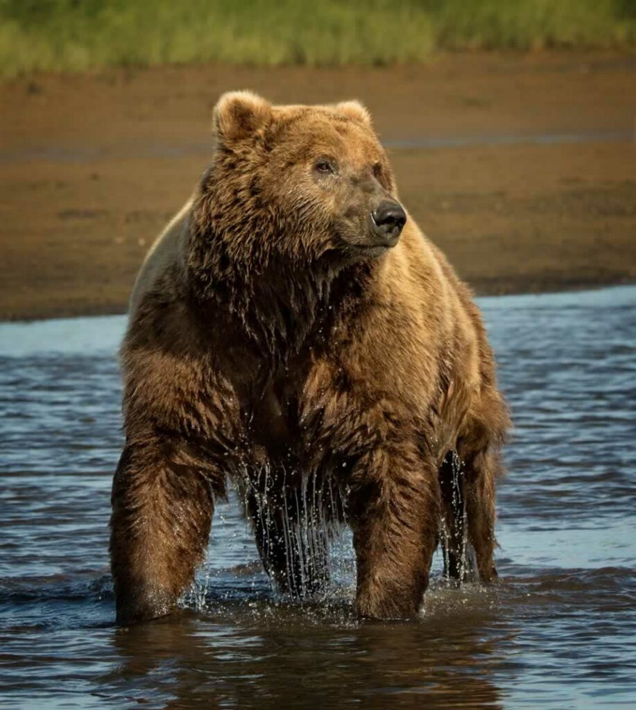 North American Wildlife – Steve Upton Photography