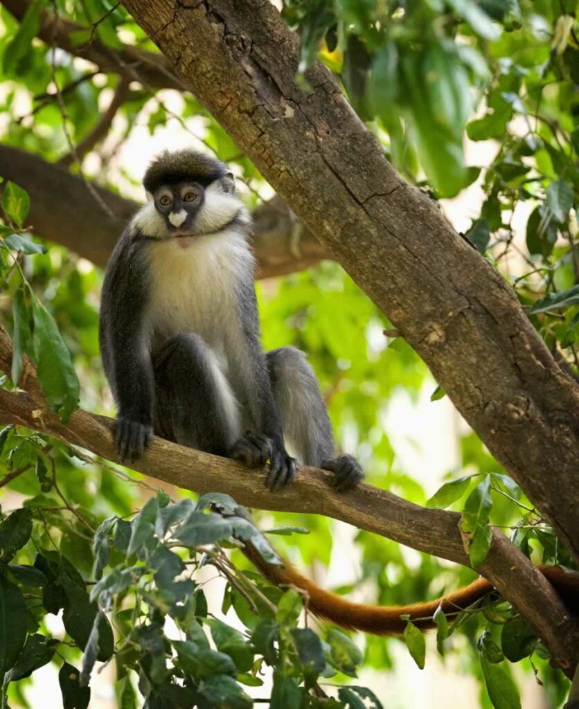 African Wildlife – Steve Upton Photography